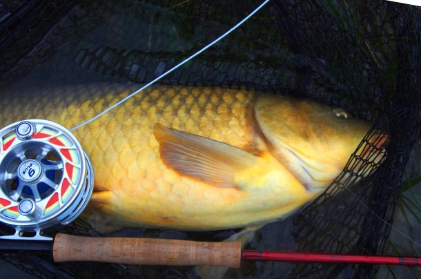 FLY FISHING FOR CARP: COMPLETE GUIDE - ToFlyFish