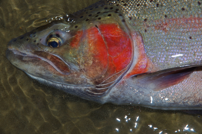 THE ESSENTIAL HOLLOW FLEYE PATTERN [VIDEO] - ToFlyFish
