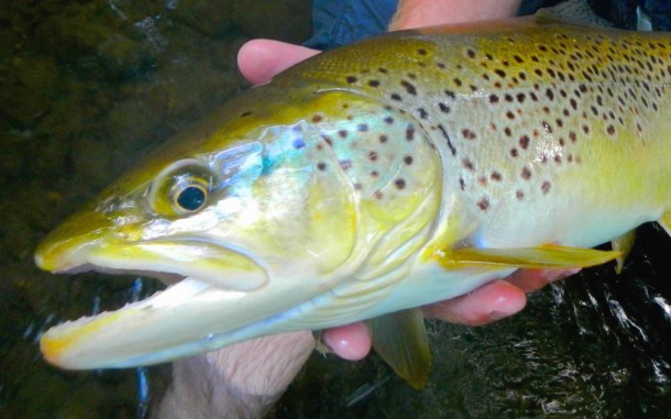 STREAMER FISHING: TAKING THE NEXT STEP - ToFlyFish