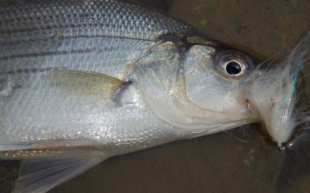 CRAFT FUR HOLLOW FLEYE [VIDEO] - ToFlyFish