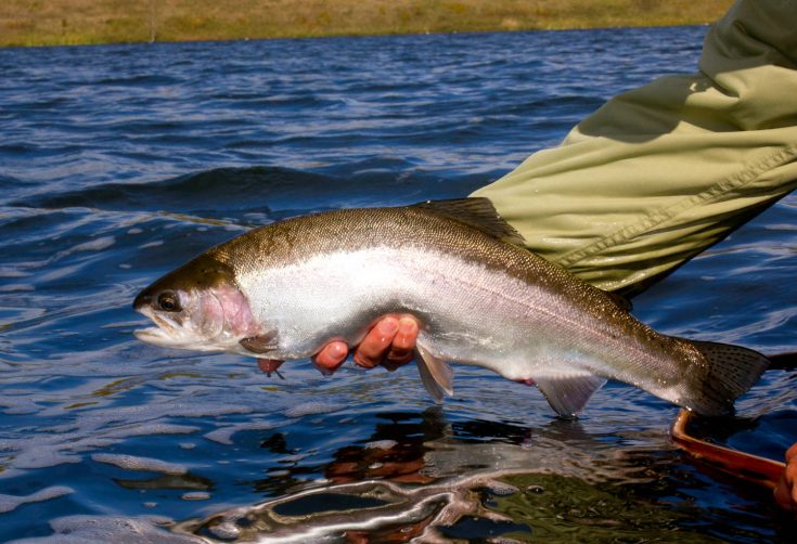 STILLWATER FLY FISHING AND SINKING LINES | Toflyfish