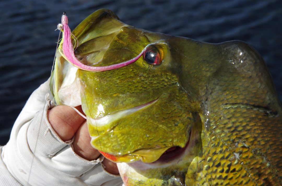 CLOUSER MINNOW: DIFFERENT TYING OPTIONS | Toflyfish
