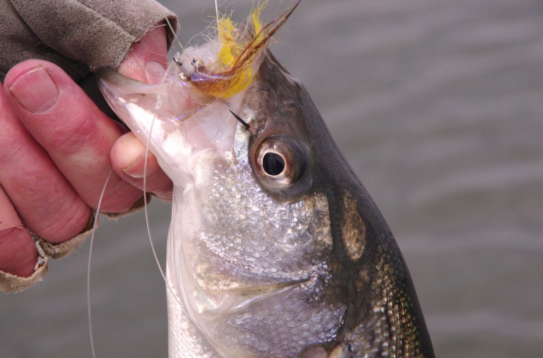 CLOUSER MINNOW: DIFFERENT TYING OPTIONS | Toflyfish