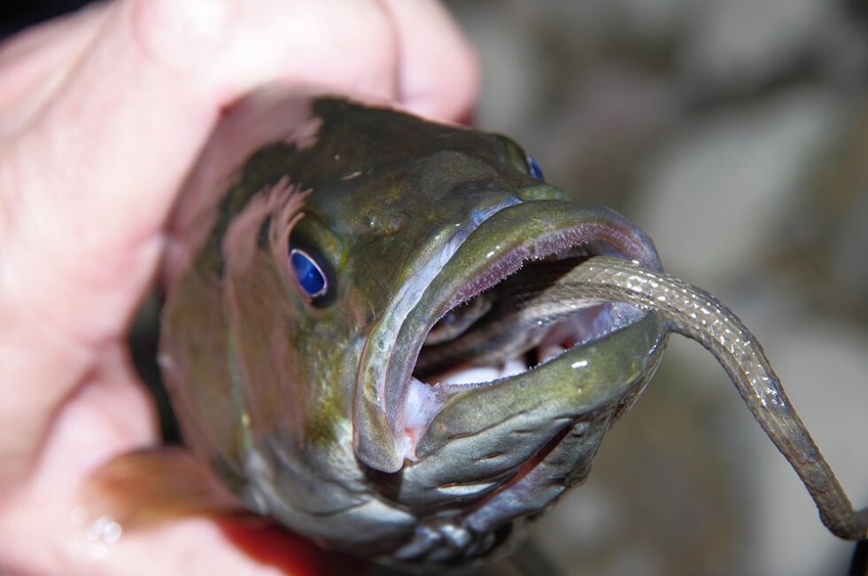 FLY FISHING FOR SMALLMOUTH BASS: COMPLETE GUIDE - ToFlyFish