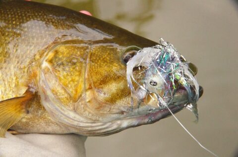 SMALLMOUTH BASS FLIES: COMPLETE GUIDE - ToFlyFish