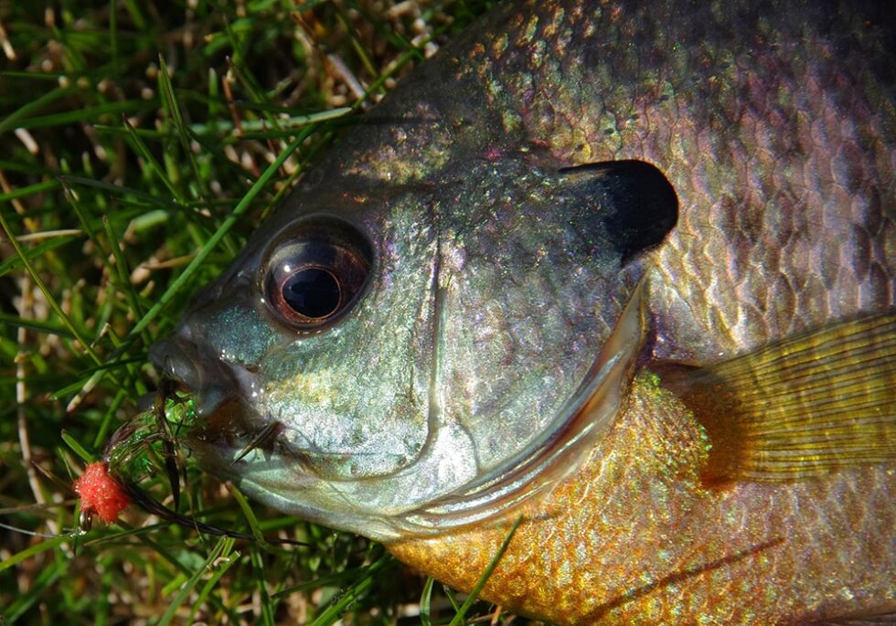 BLUEGILL FLIES - ToFlyFish