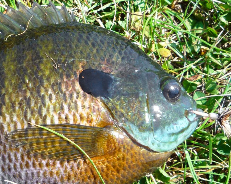 BLUEGILL FLIES - ToFlyFish