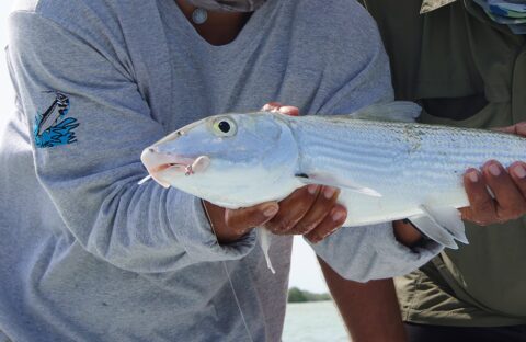 BONEFISH FLIES - ToFlyFish